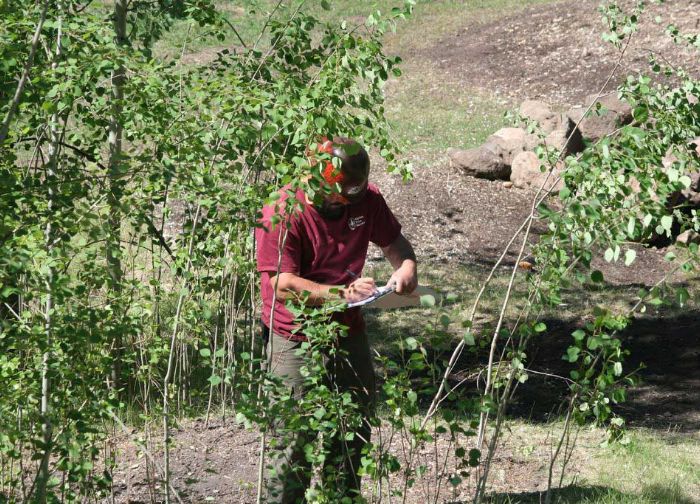 Tree Removal Service | Dead Tree Removal ID | Arborist Idaho