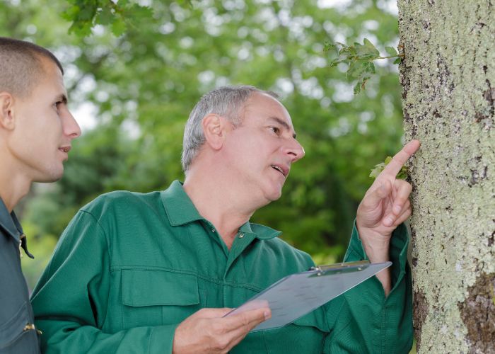 Tree Site Inspection ID | Tree Assessment | Tree Placement